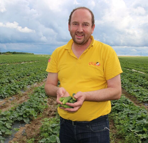 Le cornichon français fait son retour en Alsace - - Domaine des Terres ...