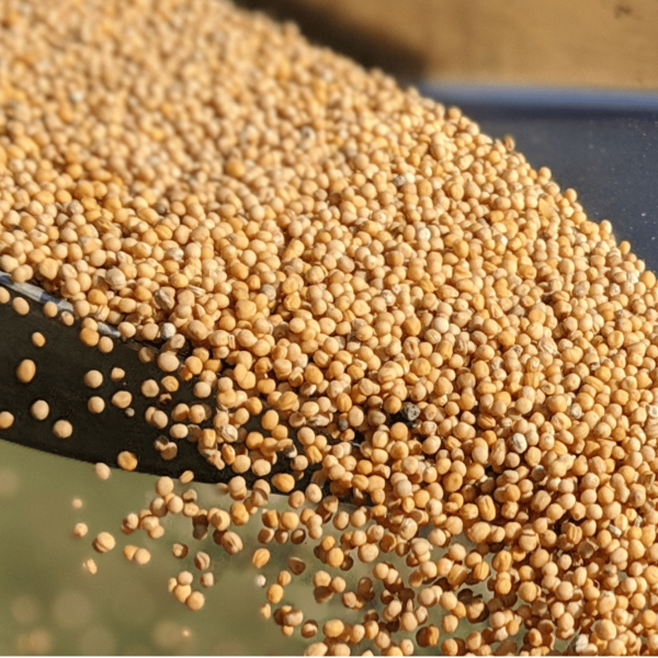 Moutarde d'Exception | Richesse des Saveurs chez Domaine des Terres Rouges