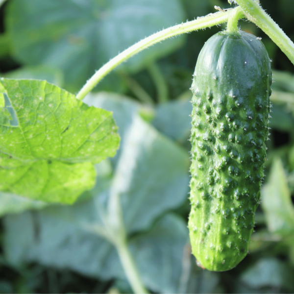 Cornichons et Pickles Croquants | Domaine des terres rouges