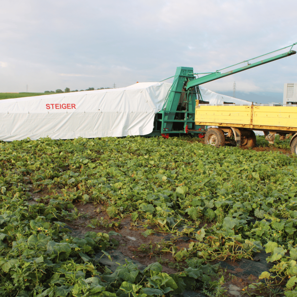Cornichons et Pickles Croquants | Domaine des terres rouges