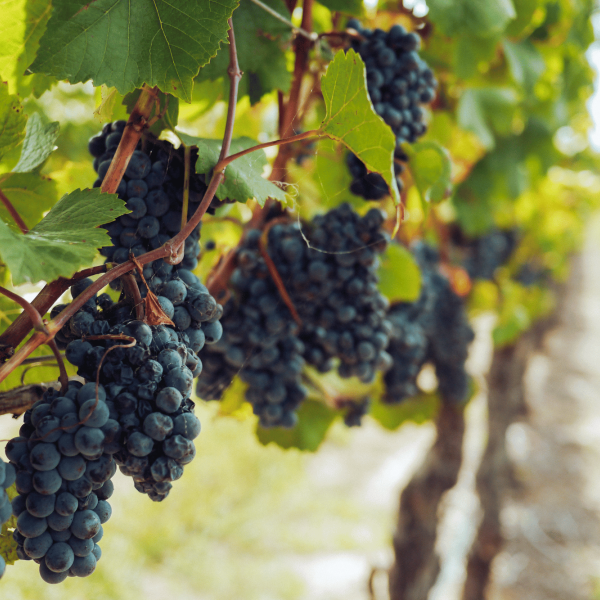 Moutarde d'Exception | Richesse des Saveurs chez Domaine des Terres Rouges