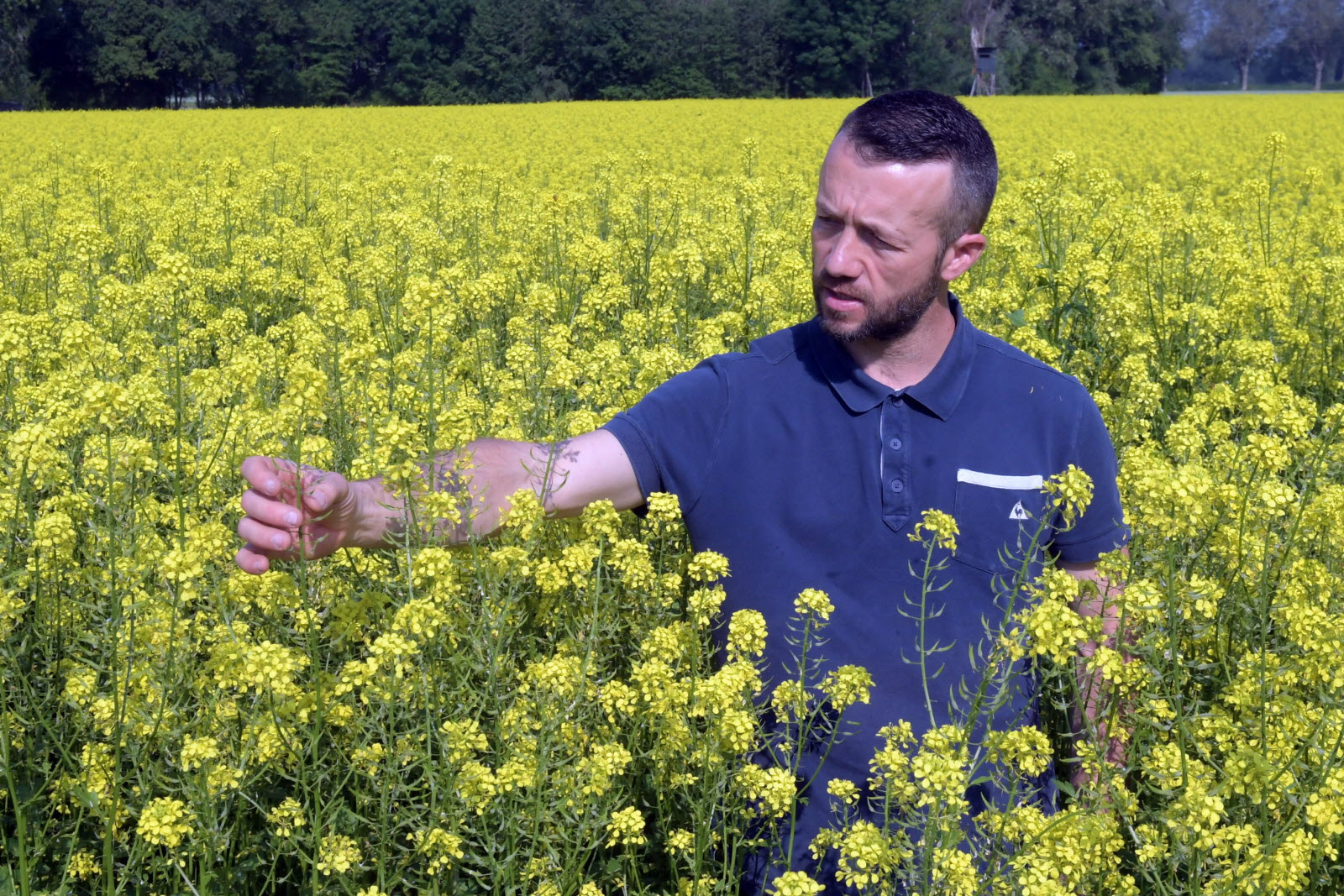 Fabien Metz, le Wantzenauvien qui récolte la moutarde pour Alélor ...