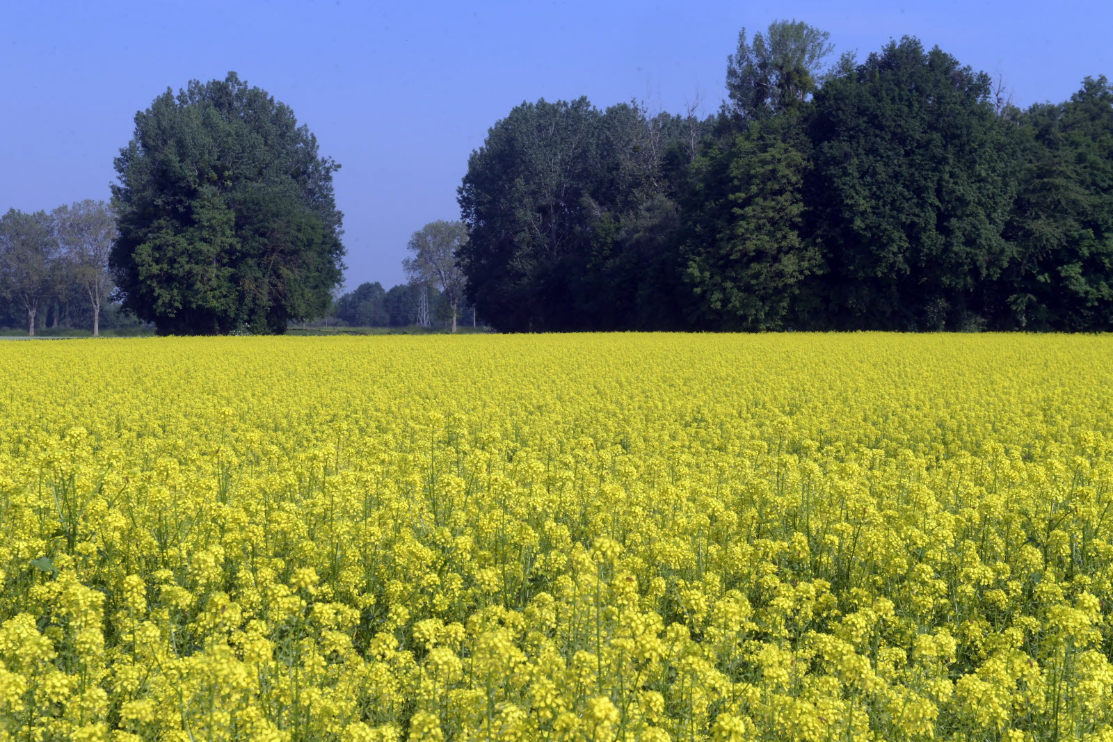Fabien Metz, le Wantzenauvien qui récolte la moutarde pour Alélor ...